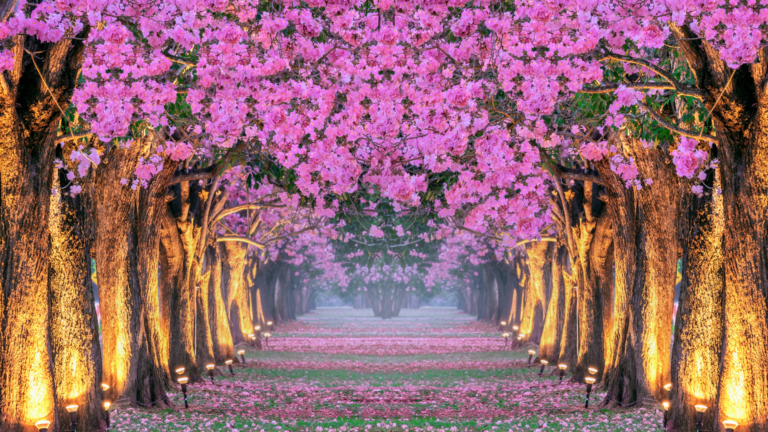 Maintenance Page - Phydra